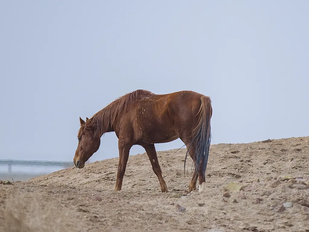Turkoman Horse - Horse Breeds