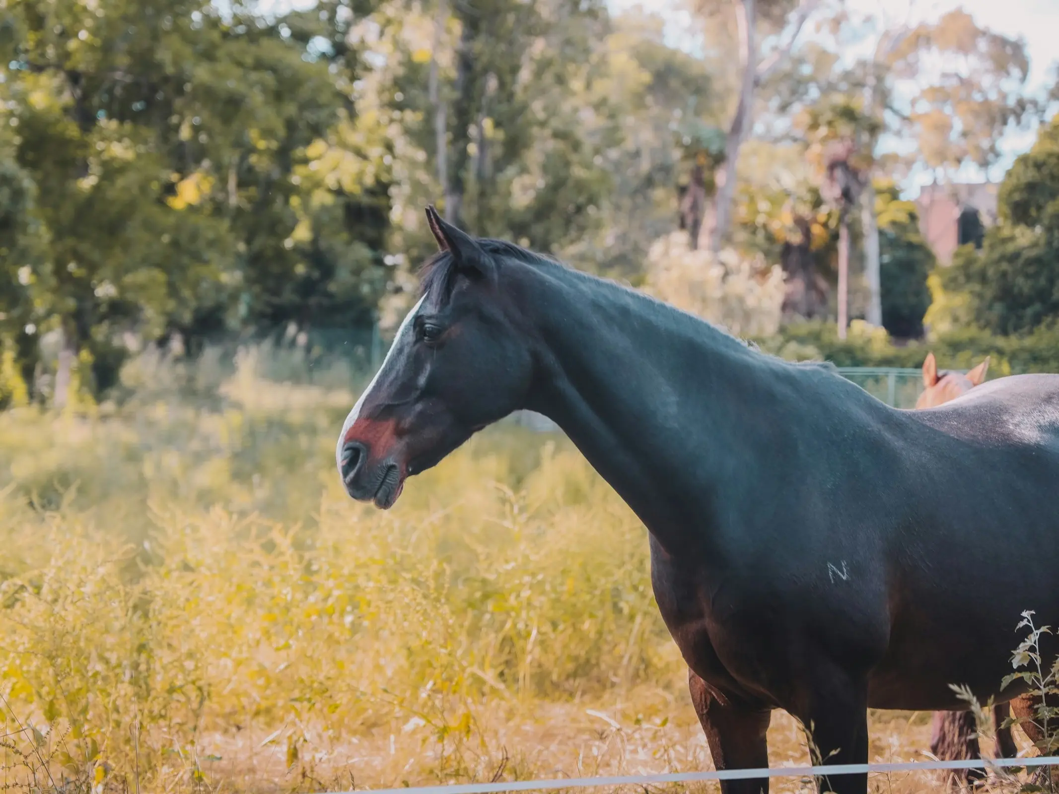 Waler Horse - Horse Breeds