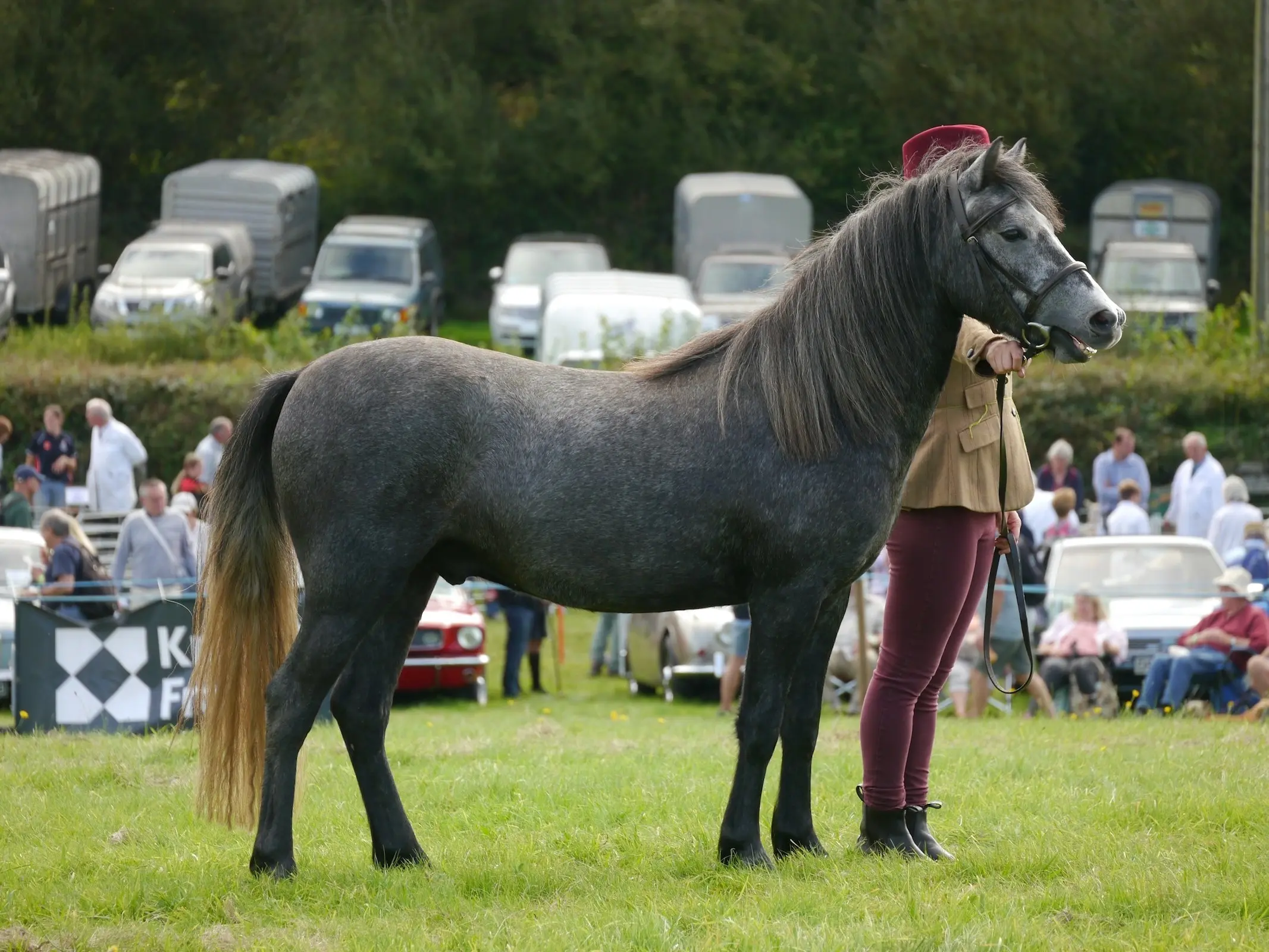 Welsh Pony of Cob Type (Section C) - Horse Breeds