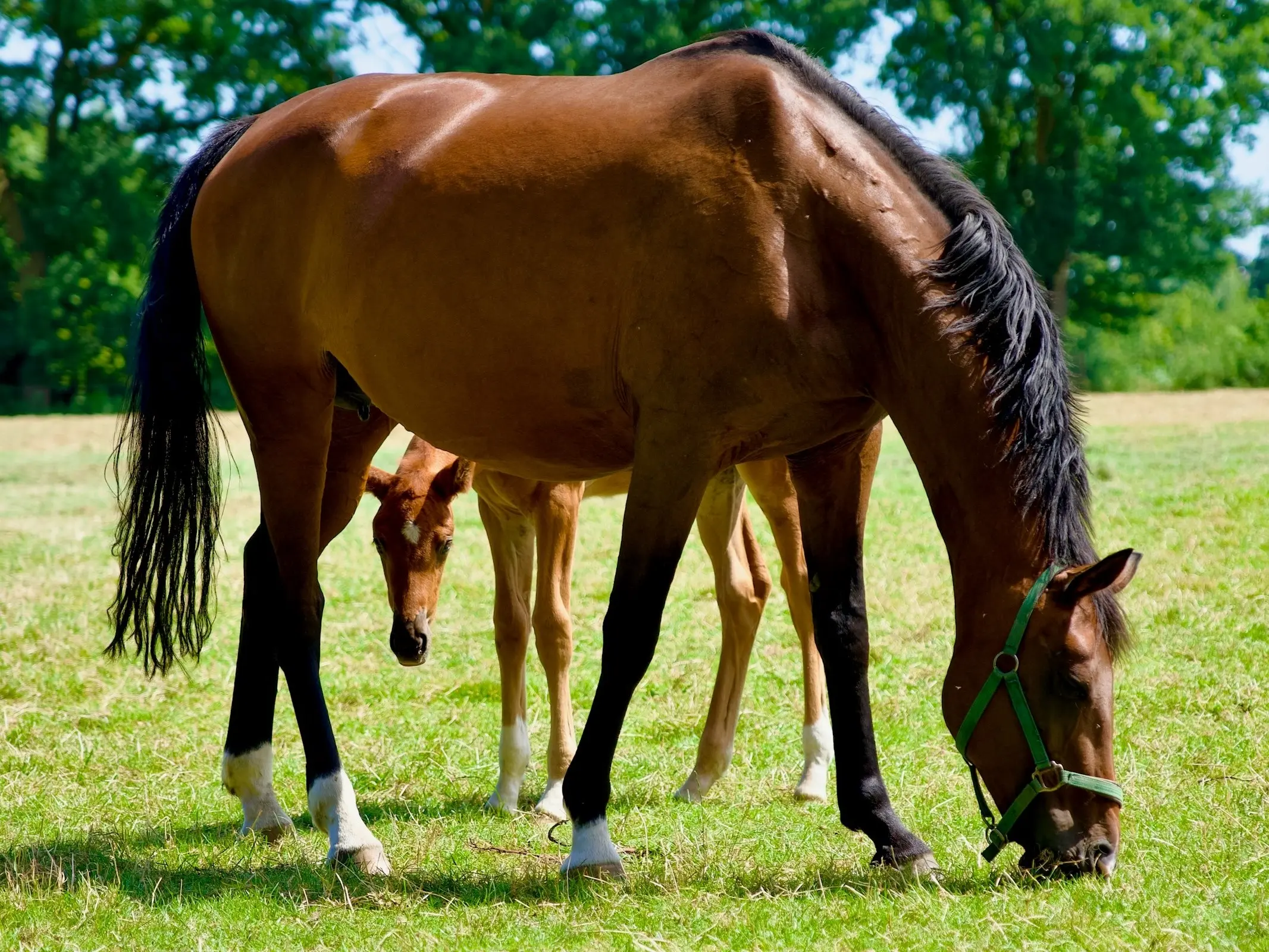 Westphalian Horse - Horse Breeds