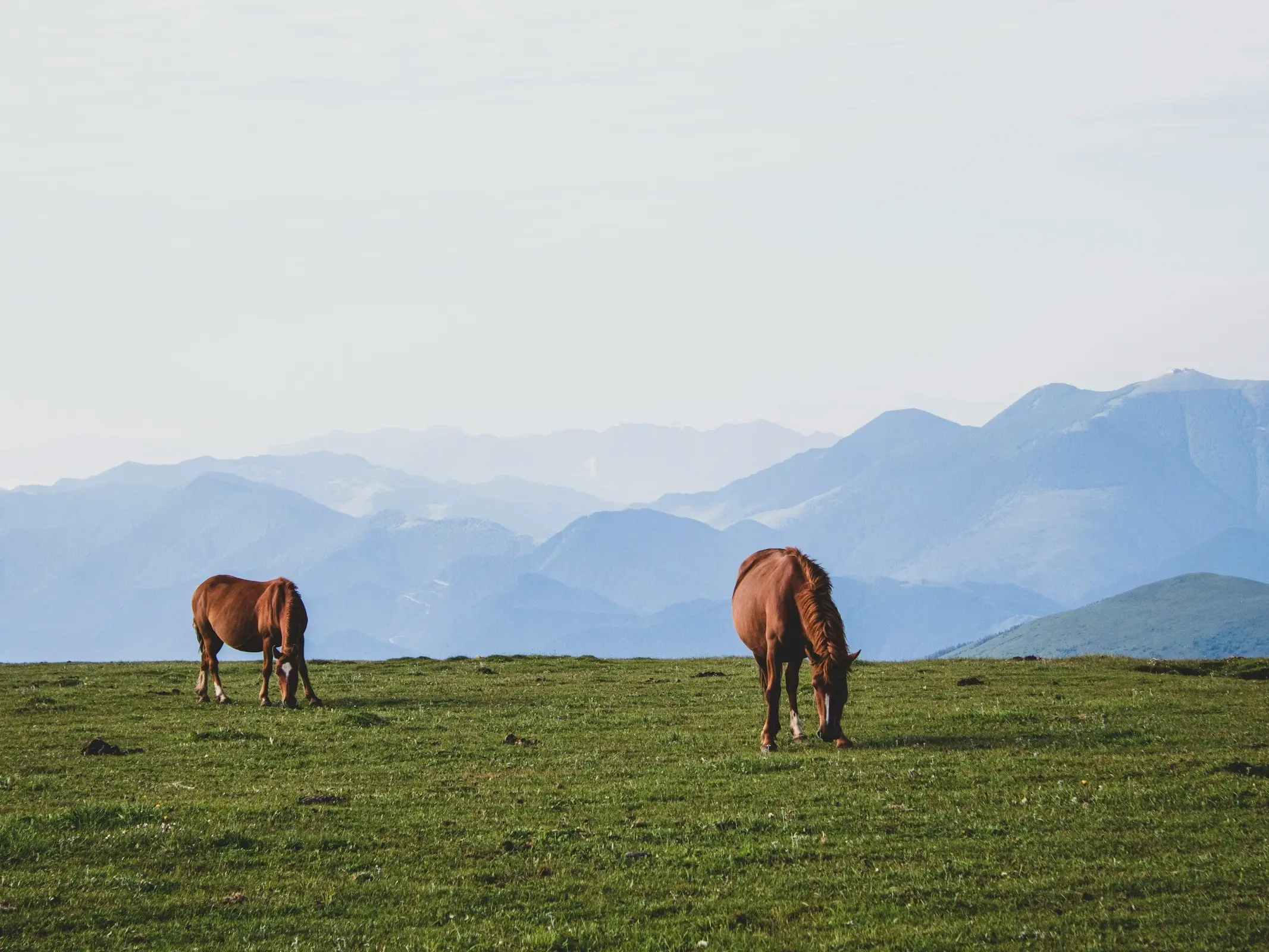 Xiangfen Horse - Horse Breeds