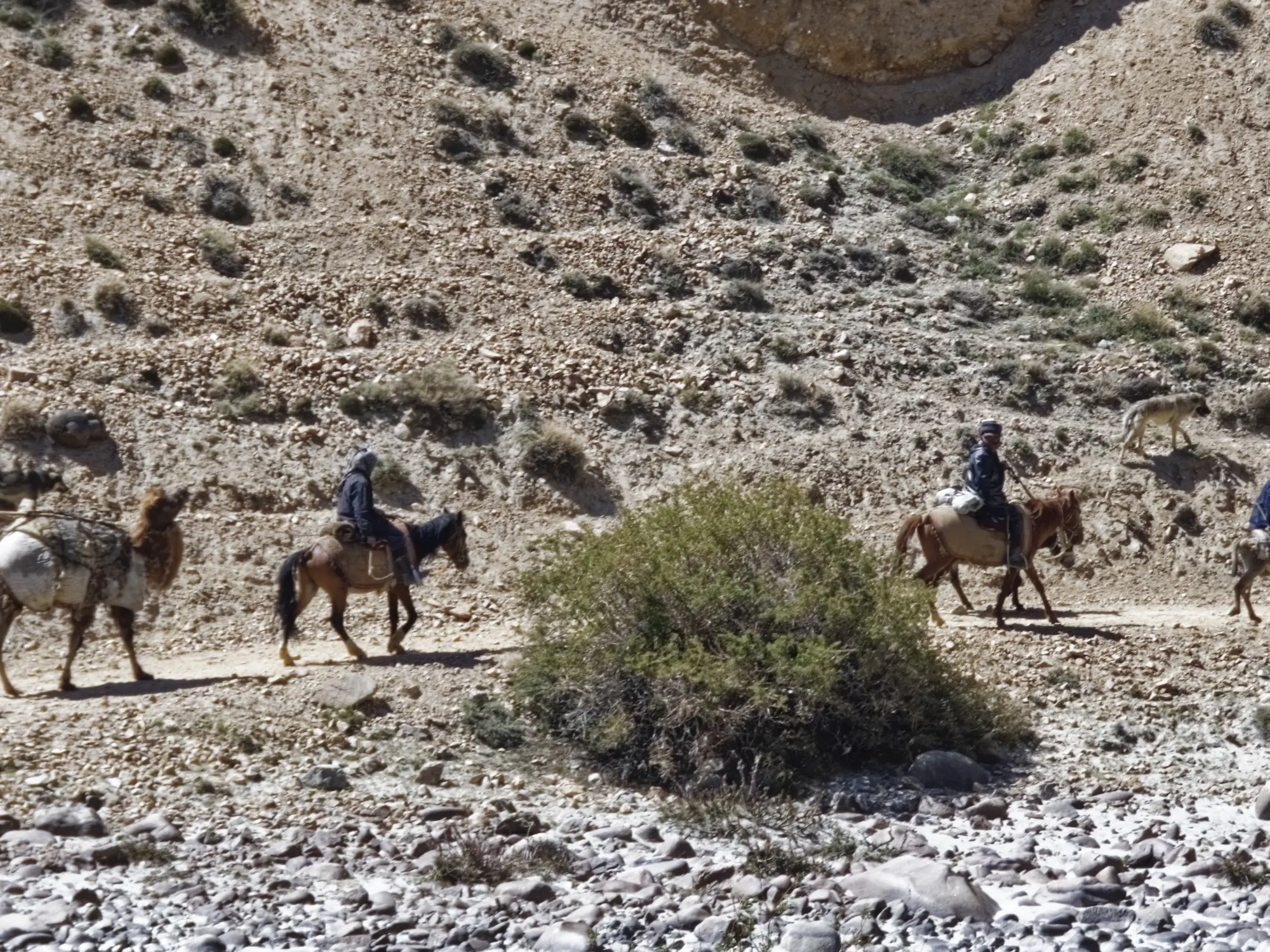 Yabou Horse - Horse Breeds