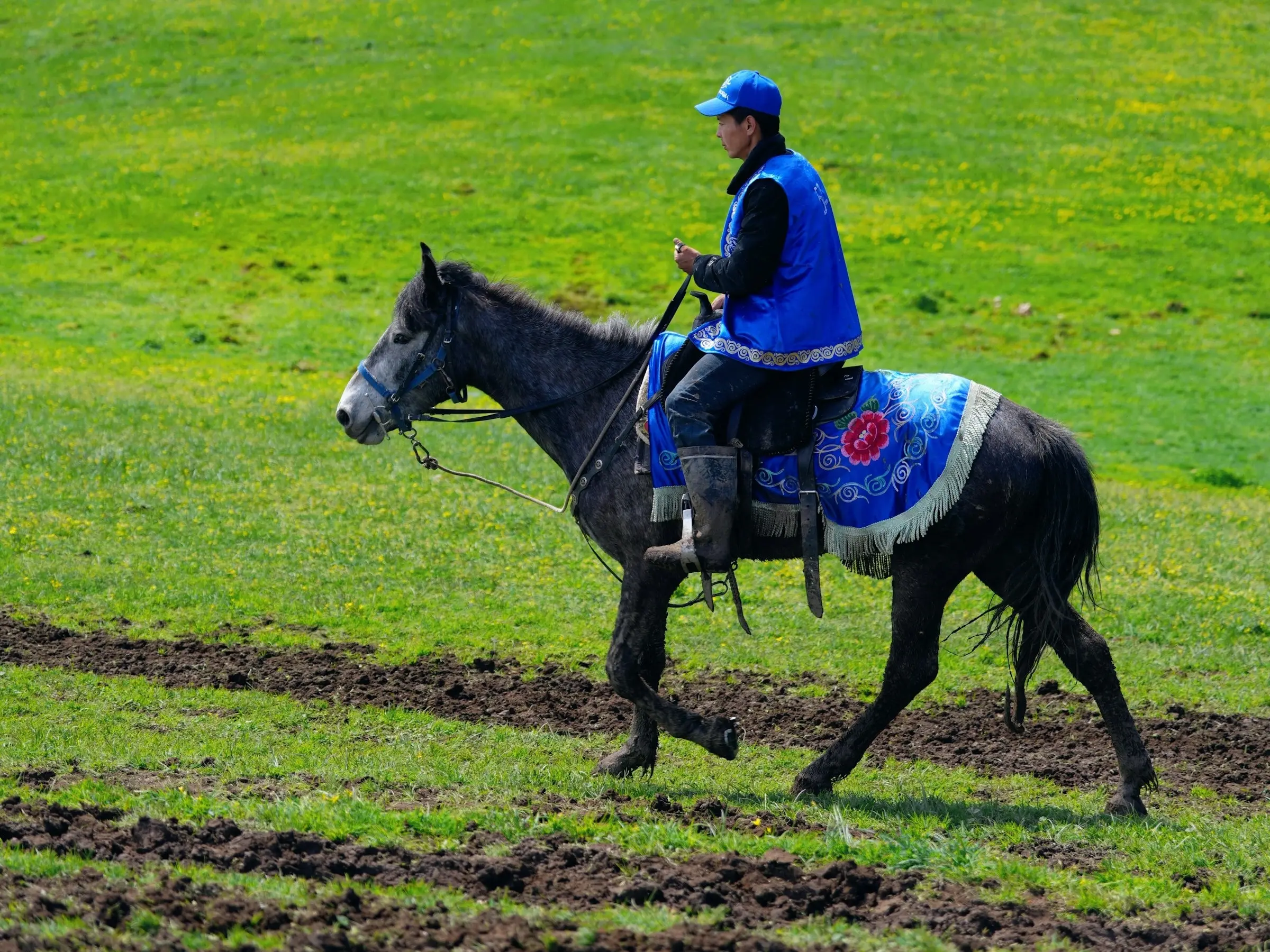 Yili Horse - Horse Breeds