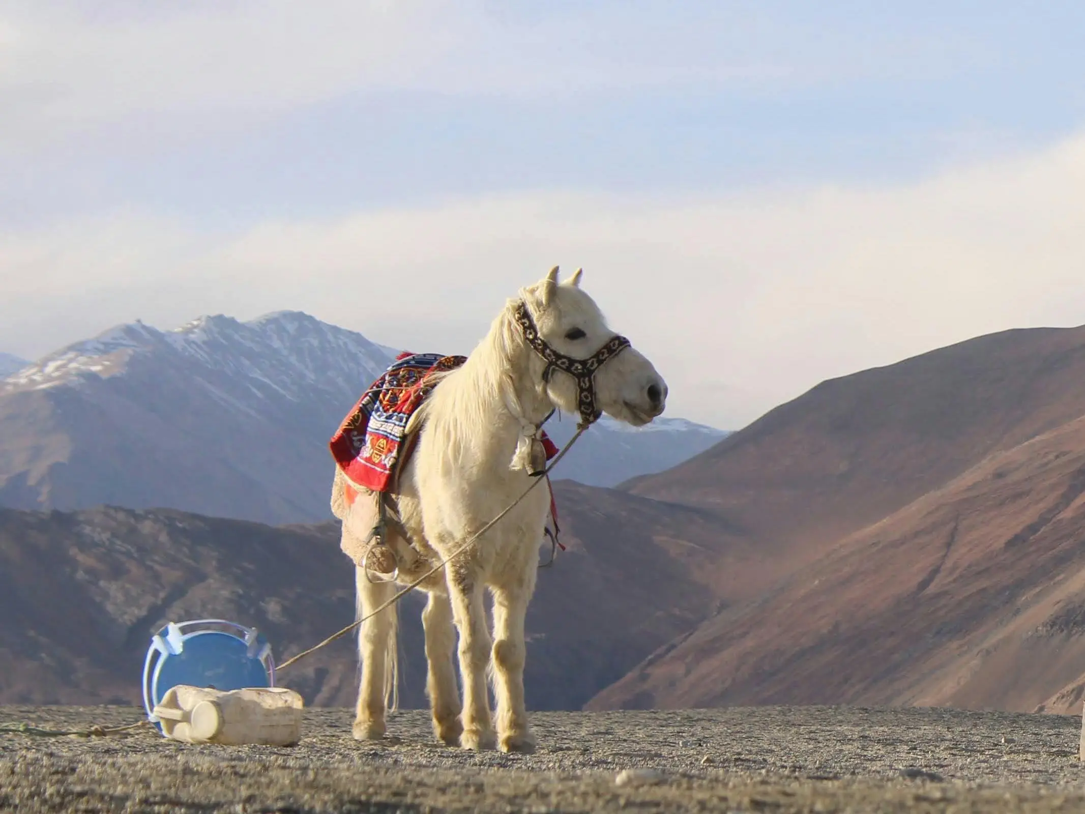 Zaniskari Pony - Horse Breeds