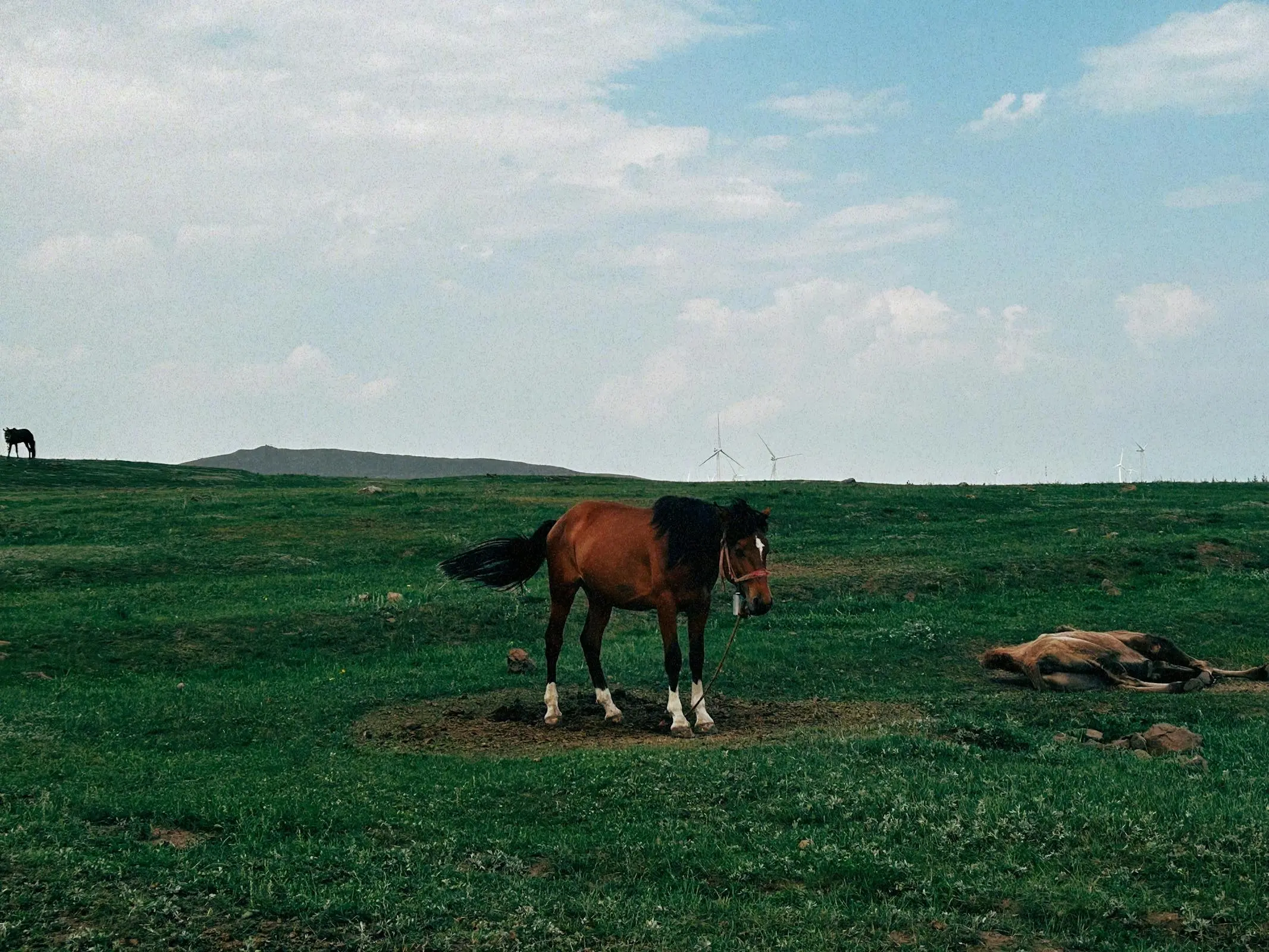 Zhangbei Horse - Horse Breeds