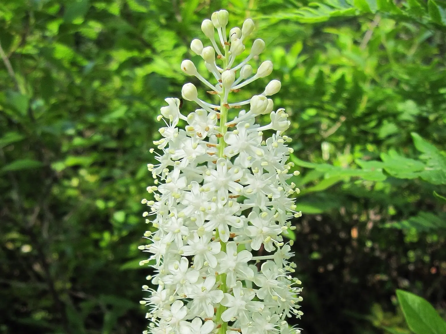 Fly Poison - Toxic Plant of the Week - The Equinest