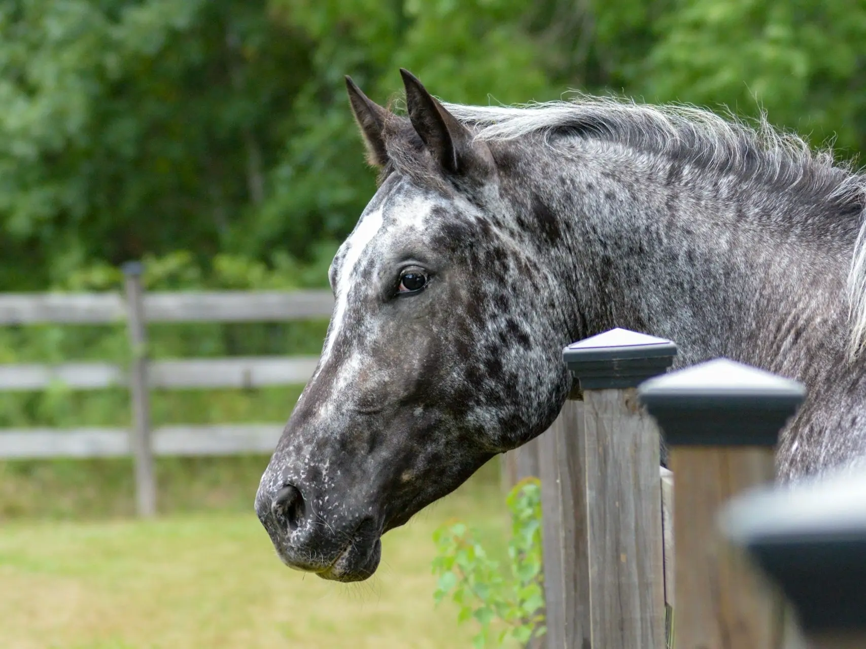 Appaloosa Horse Coat White Patterns - The Equinest