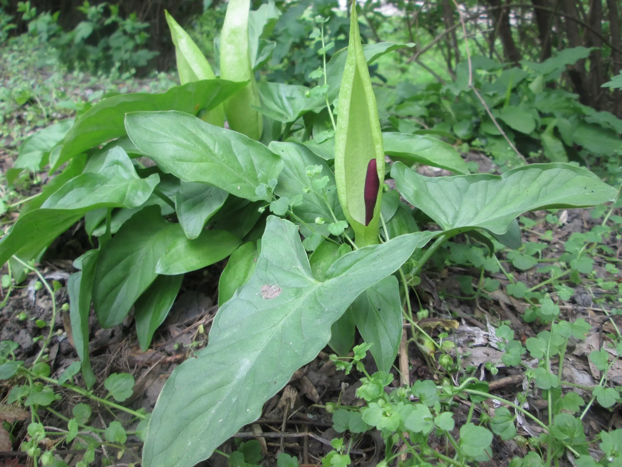 Cuckoo Pint - Toxic Plant of the Week - The Equinest