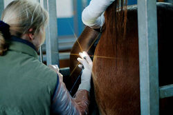 Horse Jobs – Breeding Manager | The Equinest