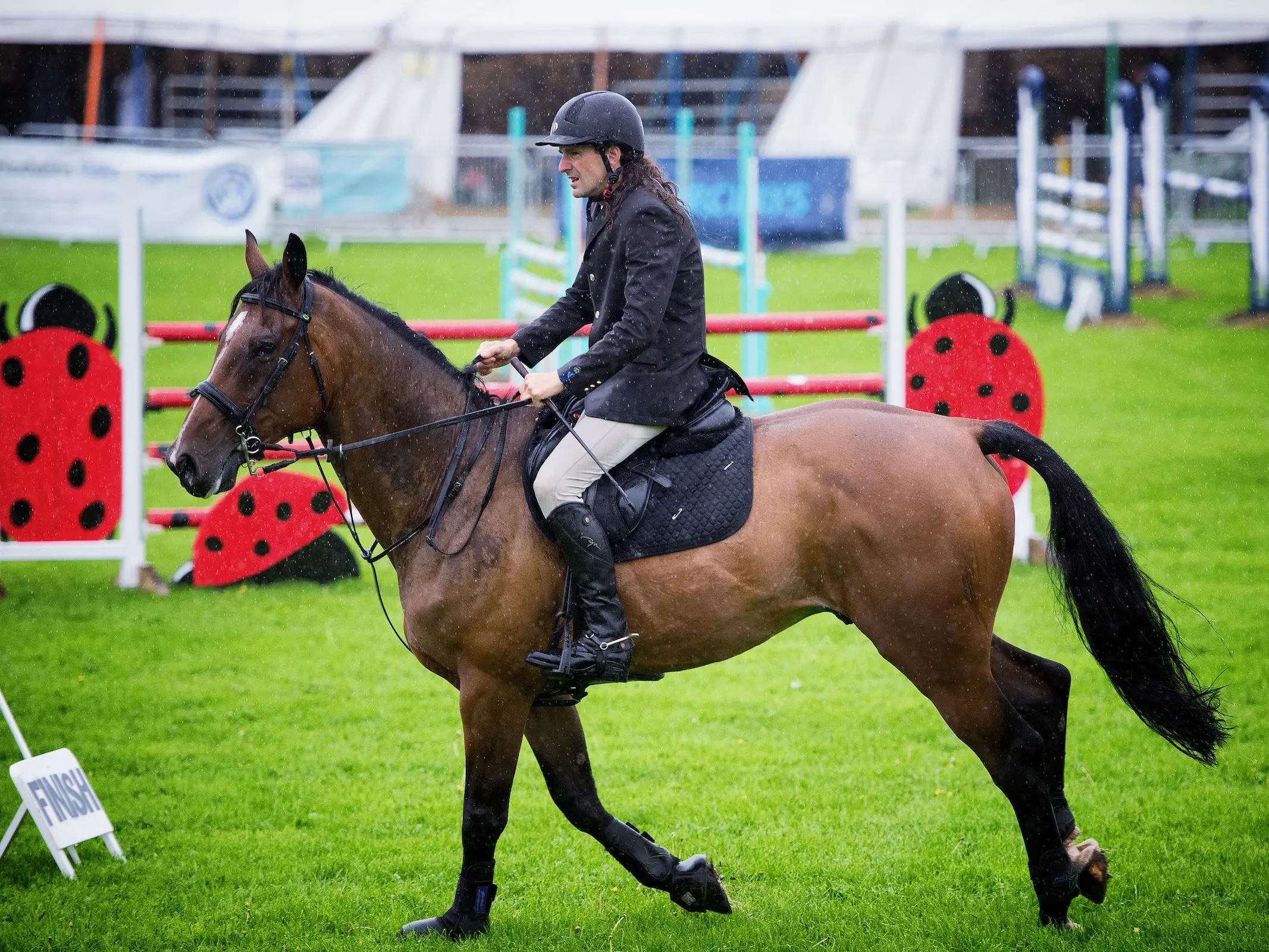 British Show Horse - Horse Breeds