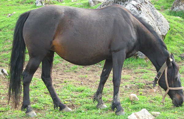 Seal Bay or Brown Horse Coat Color Modifier | The Equinest