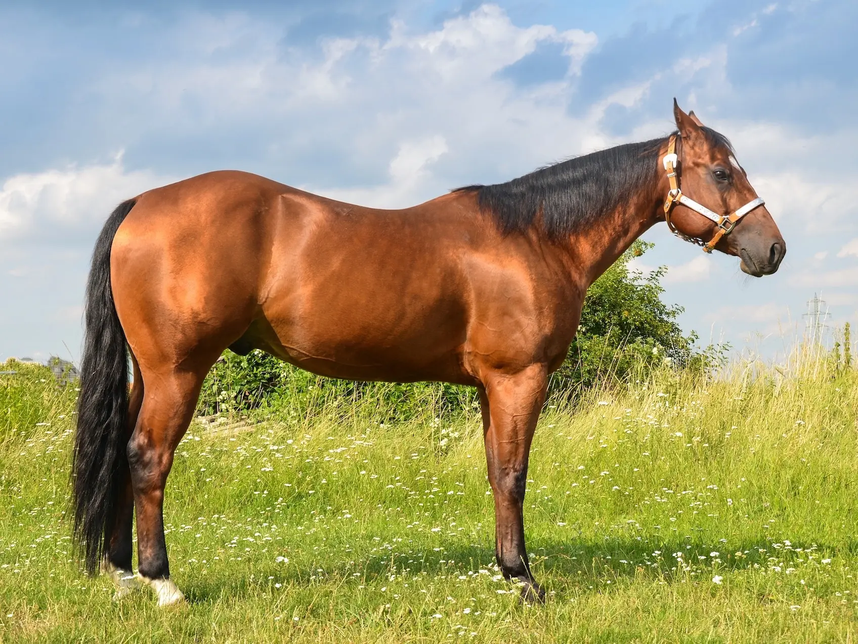Copper Bay Horses - The Equinest