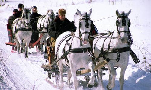Horse Pictures From Hungary | The Equinest