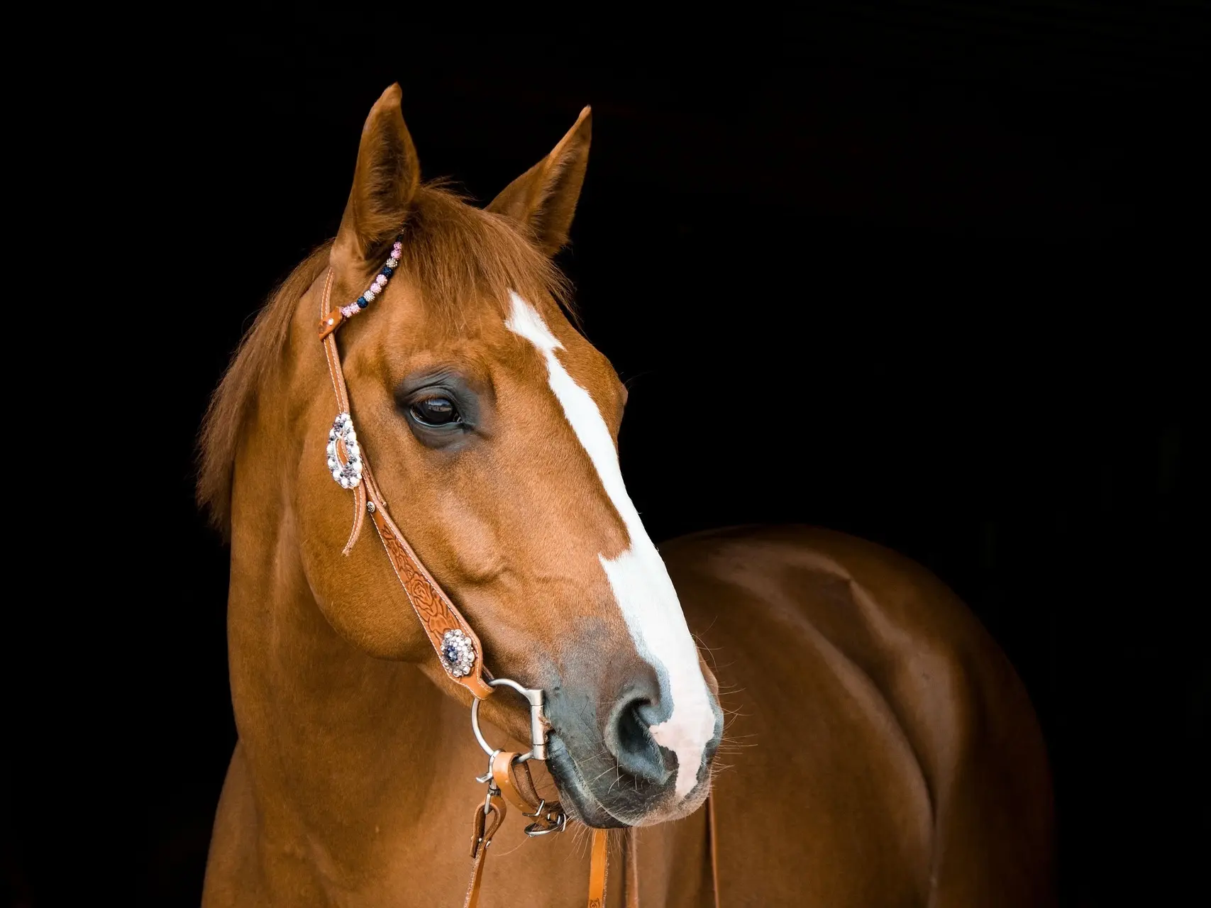 Horse Face Markings - The Equinest