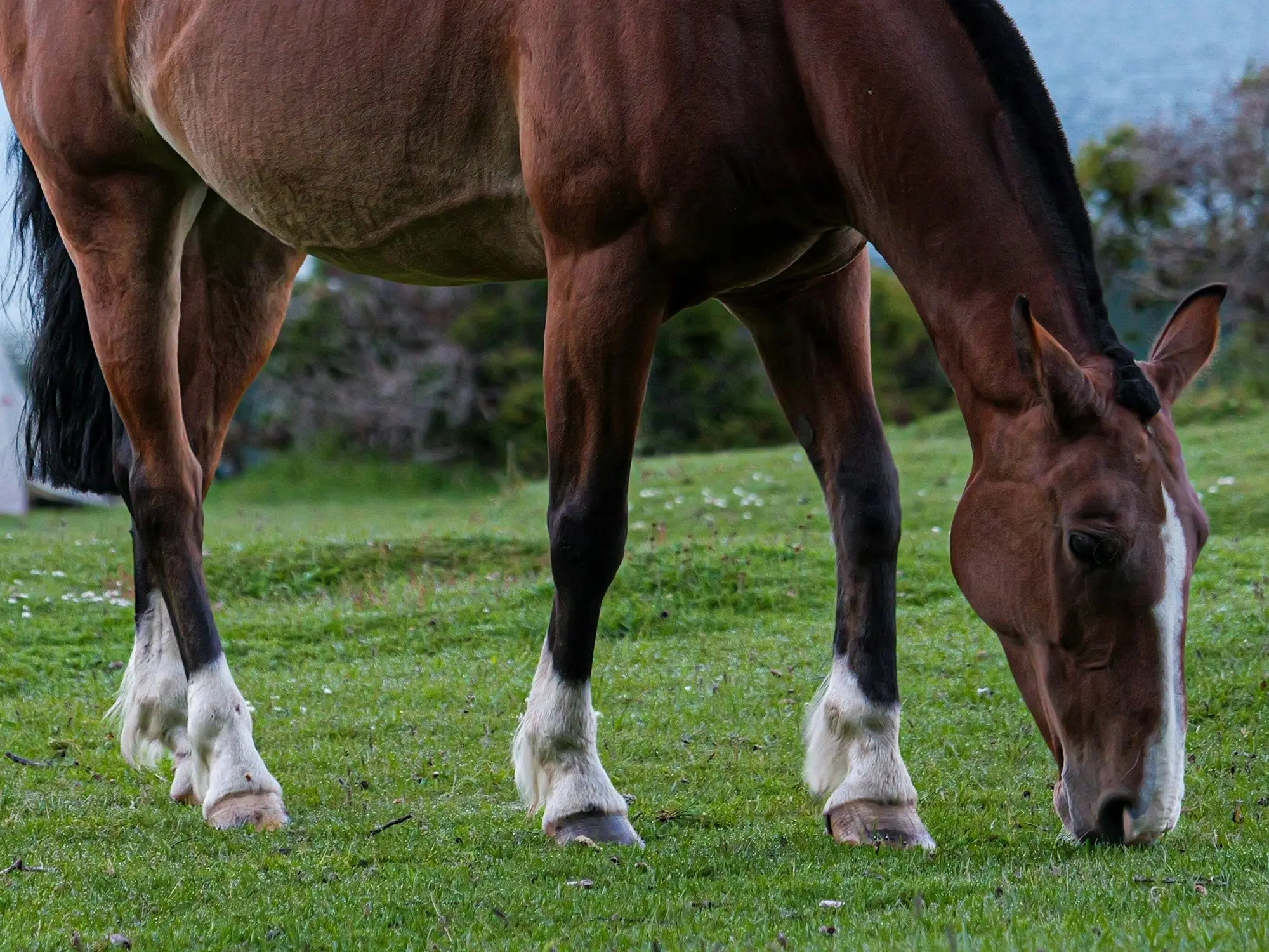 Horses with Fetlock Leg Markings - The Equinest