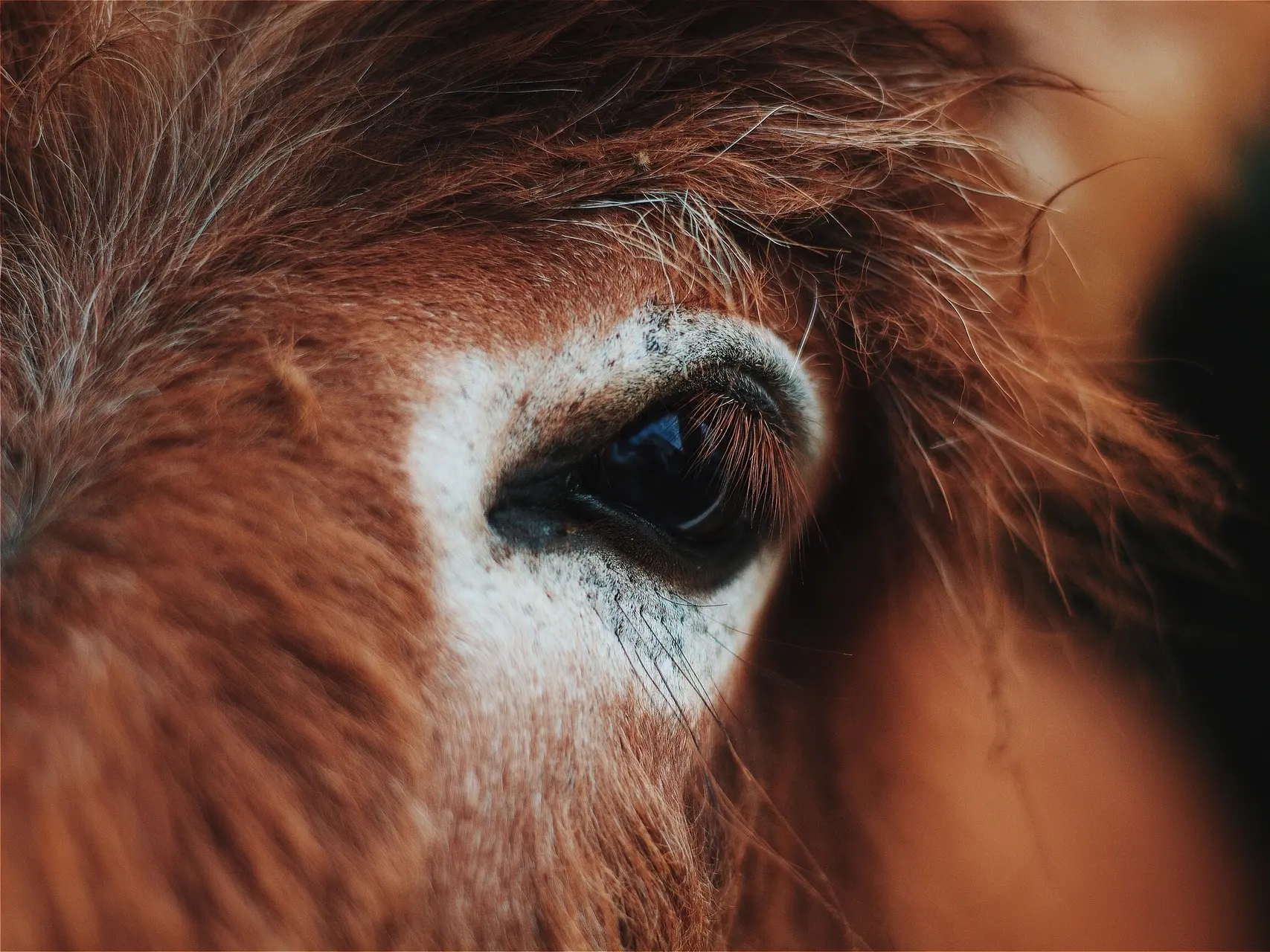 Mealy or Pangaré Horse Coat Color Modifier | The Equinest
