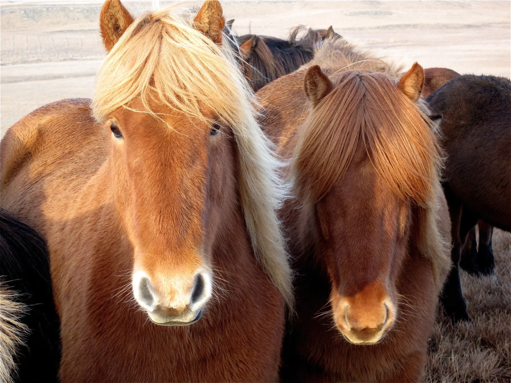 Mealy or Pangaré Horse Coat Color Modifier | The Equinest