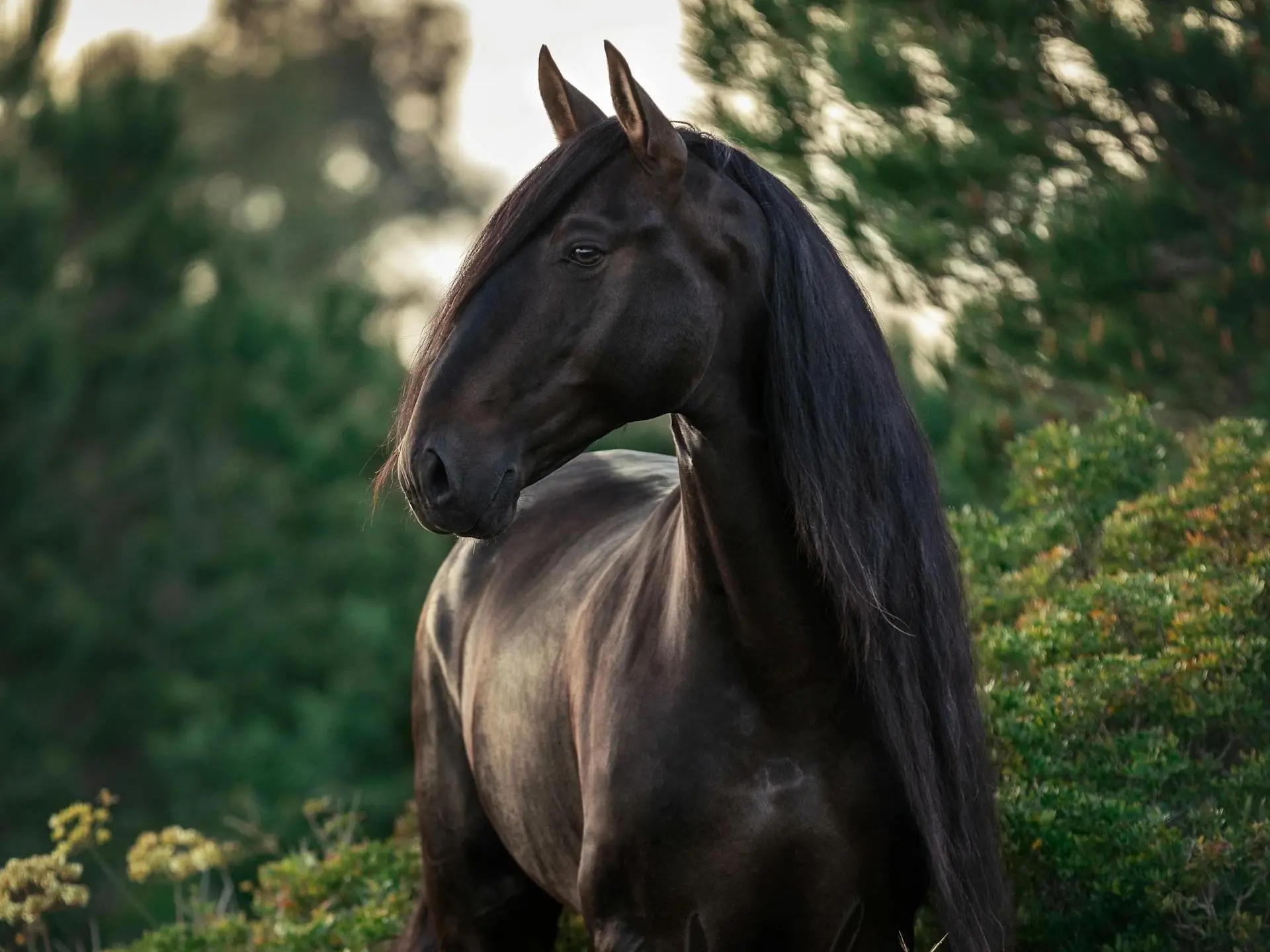 Black Base Horse Coat Color - The Equinest