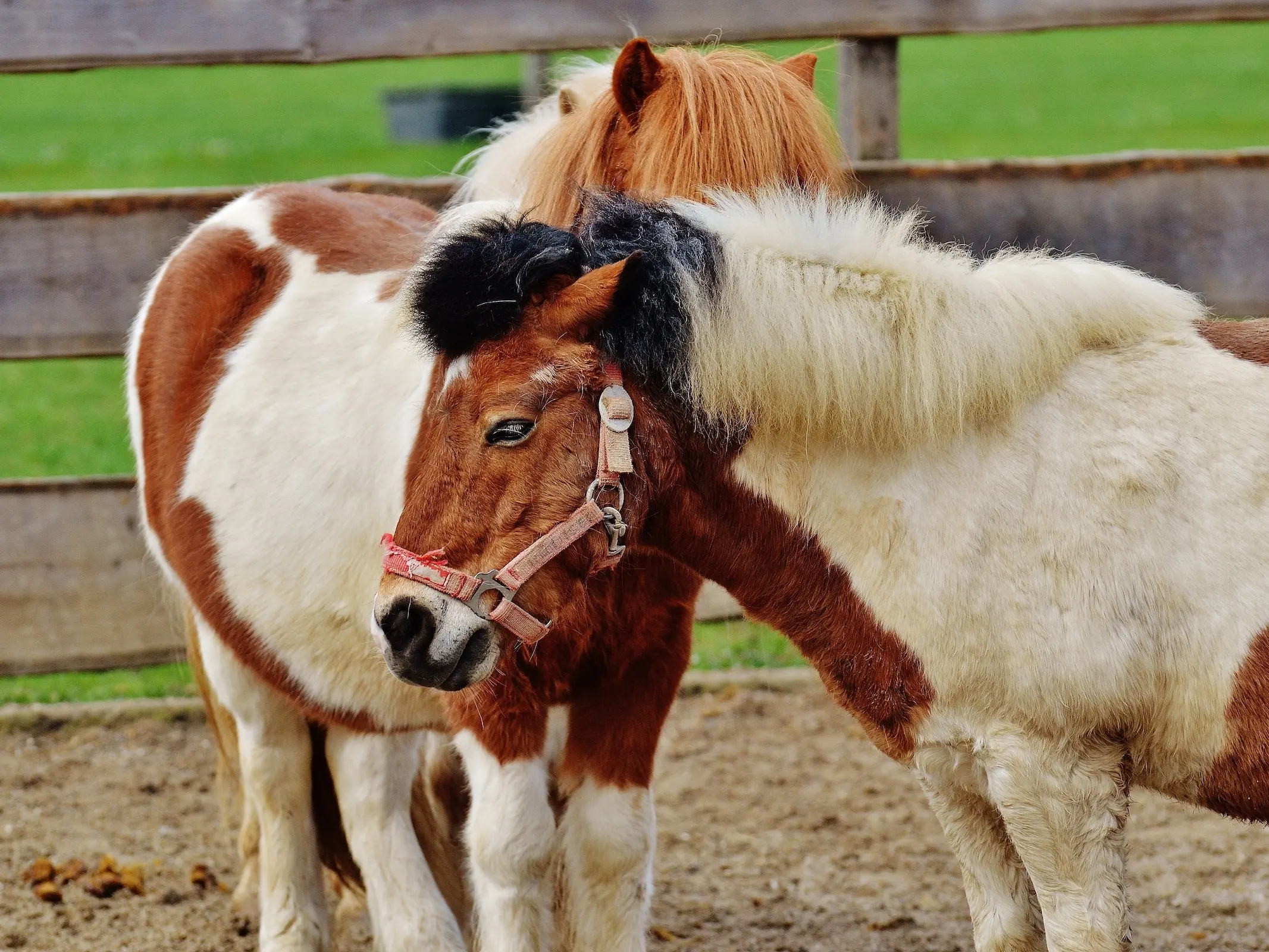 The Colorful World of Pintos - The Equinest