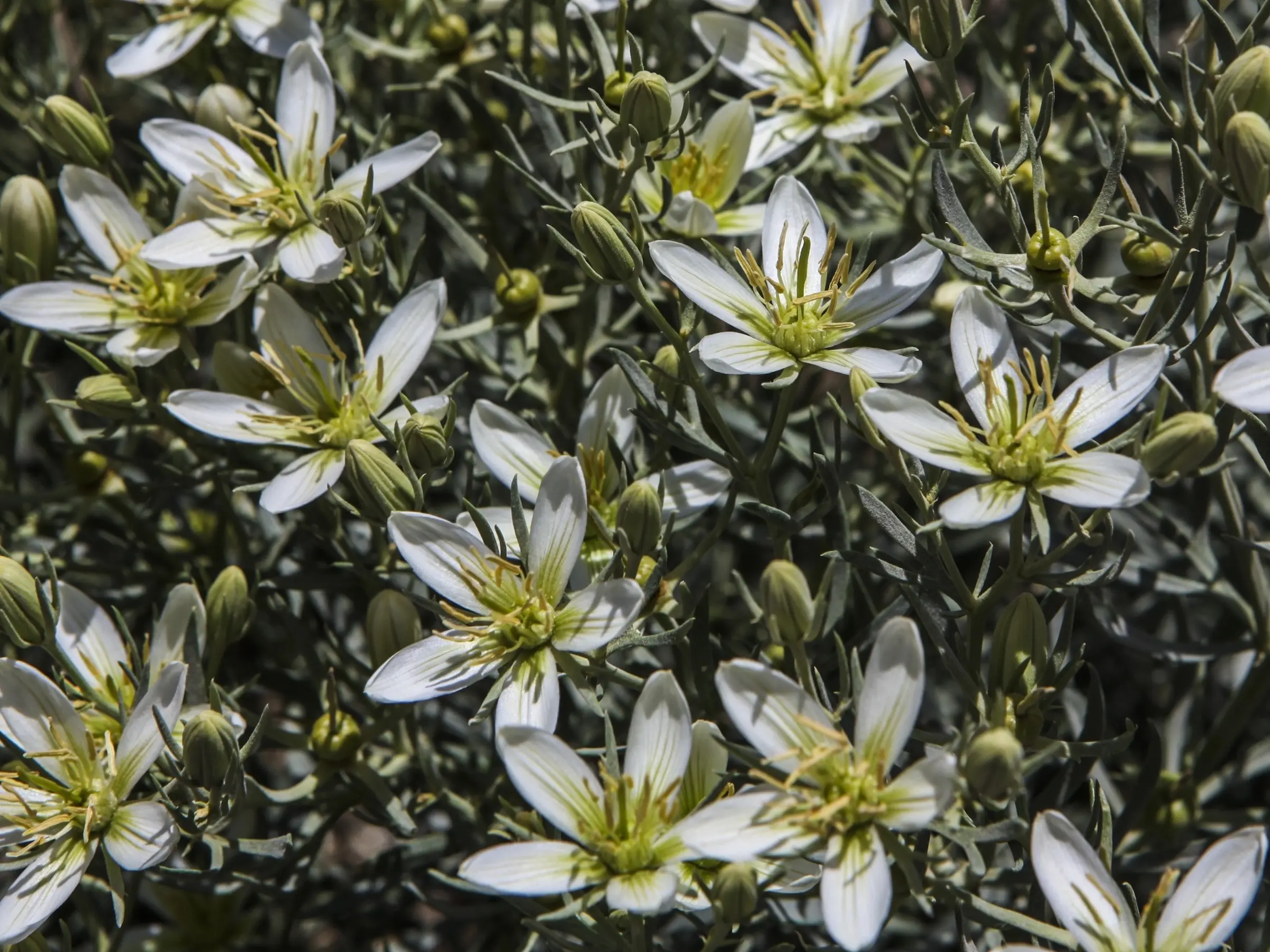 African Rue - The Equinest