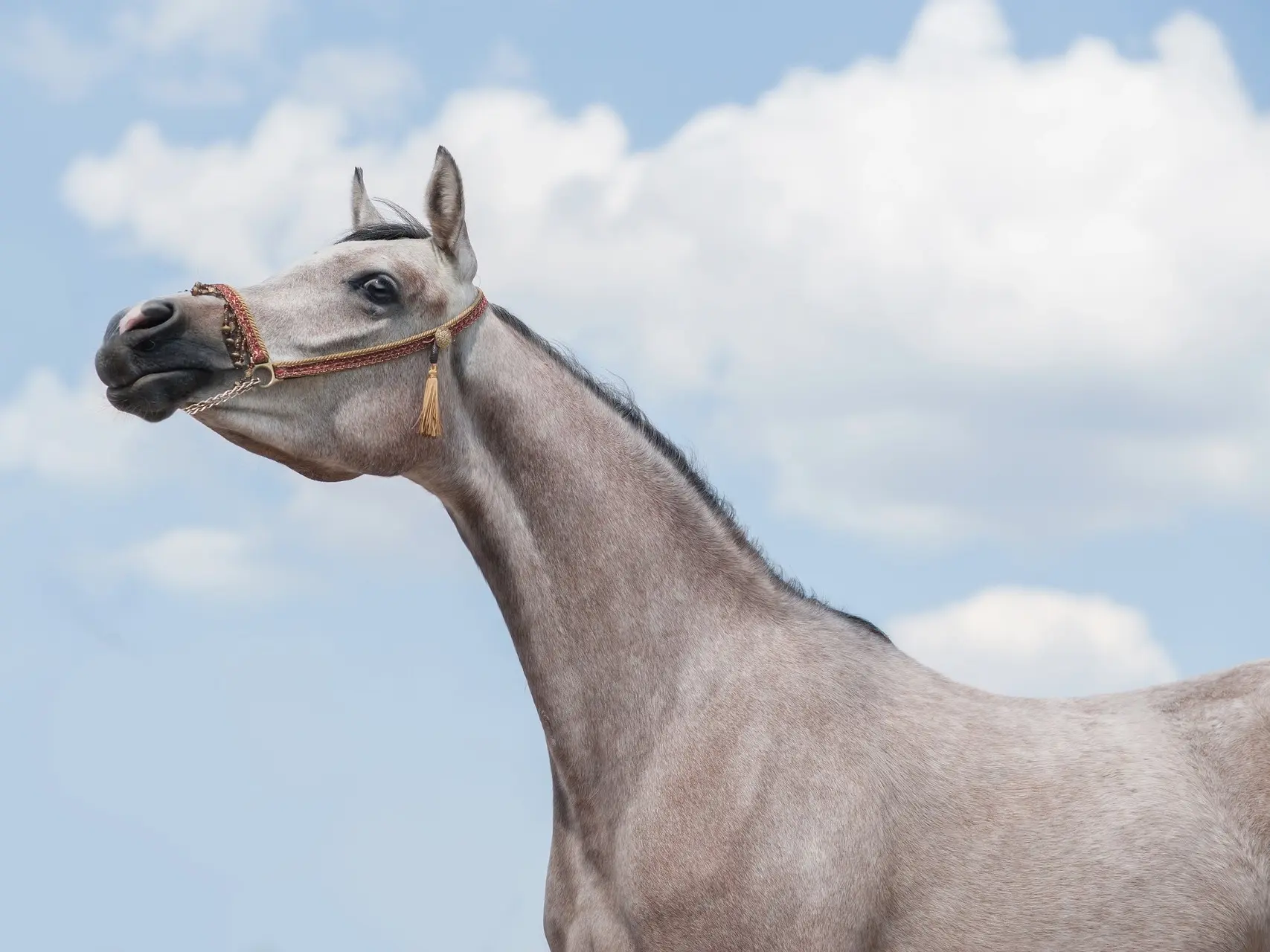 Bay Grey and Rose Grey Horses - The Equinest