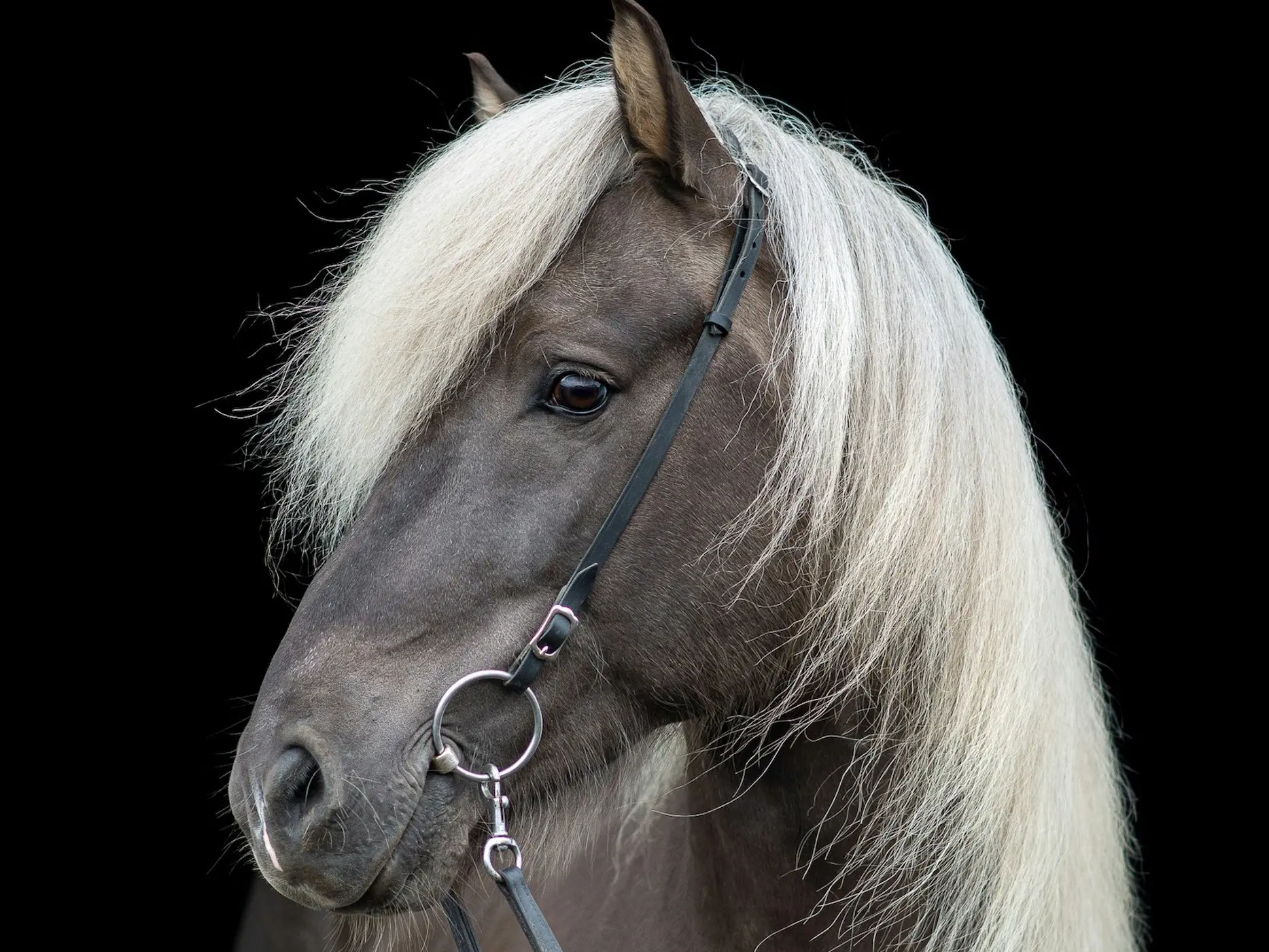 Silver Horse Coat Color Dilution Gene - The Equinest
